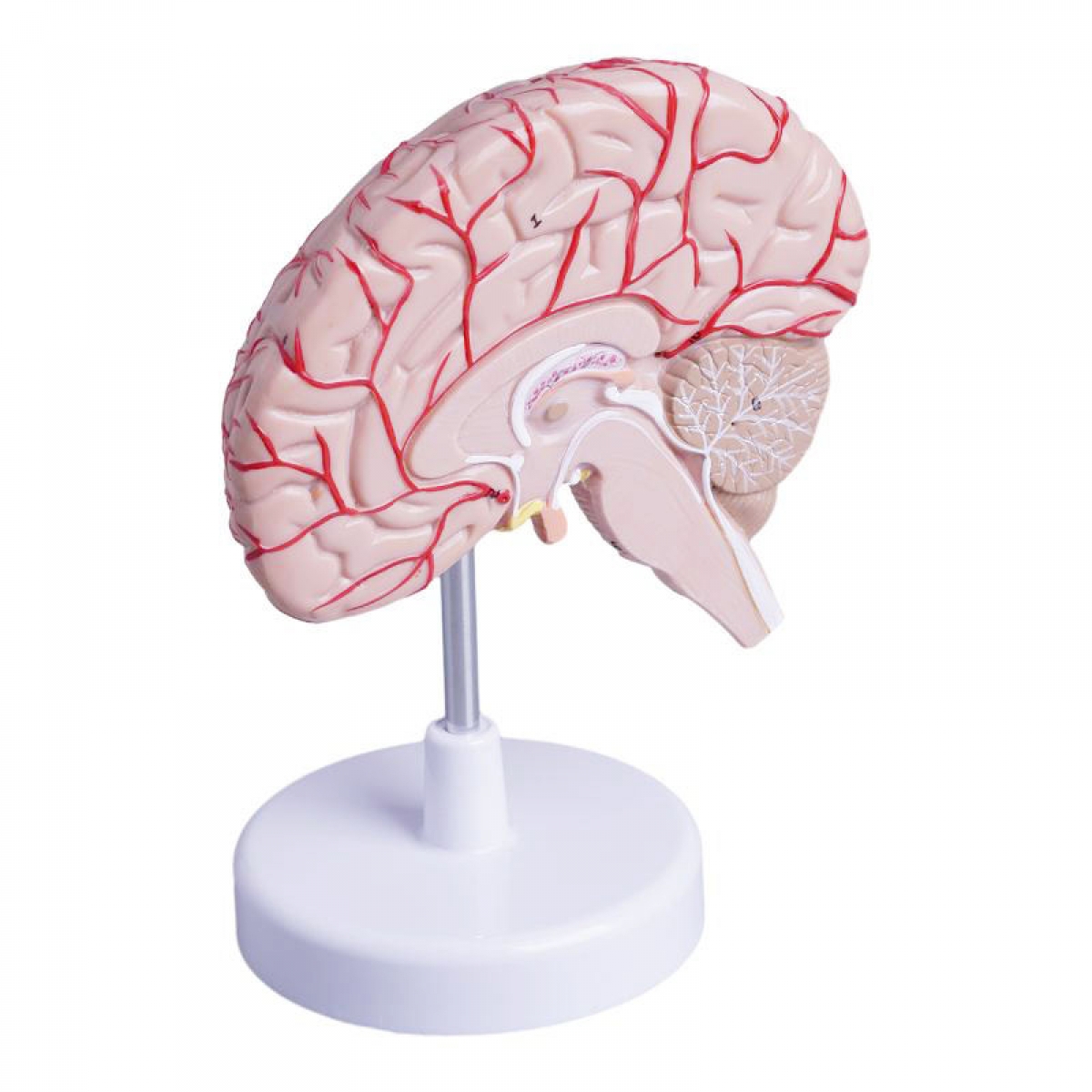 MYASKRO Half Brain Model — Life-Size, Medial Section with Superficial ...